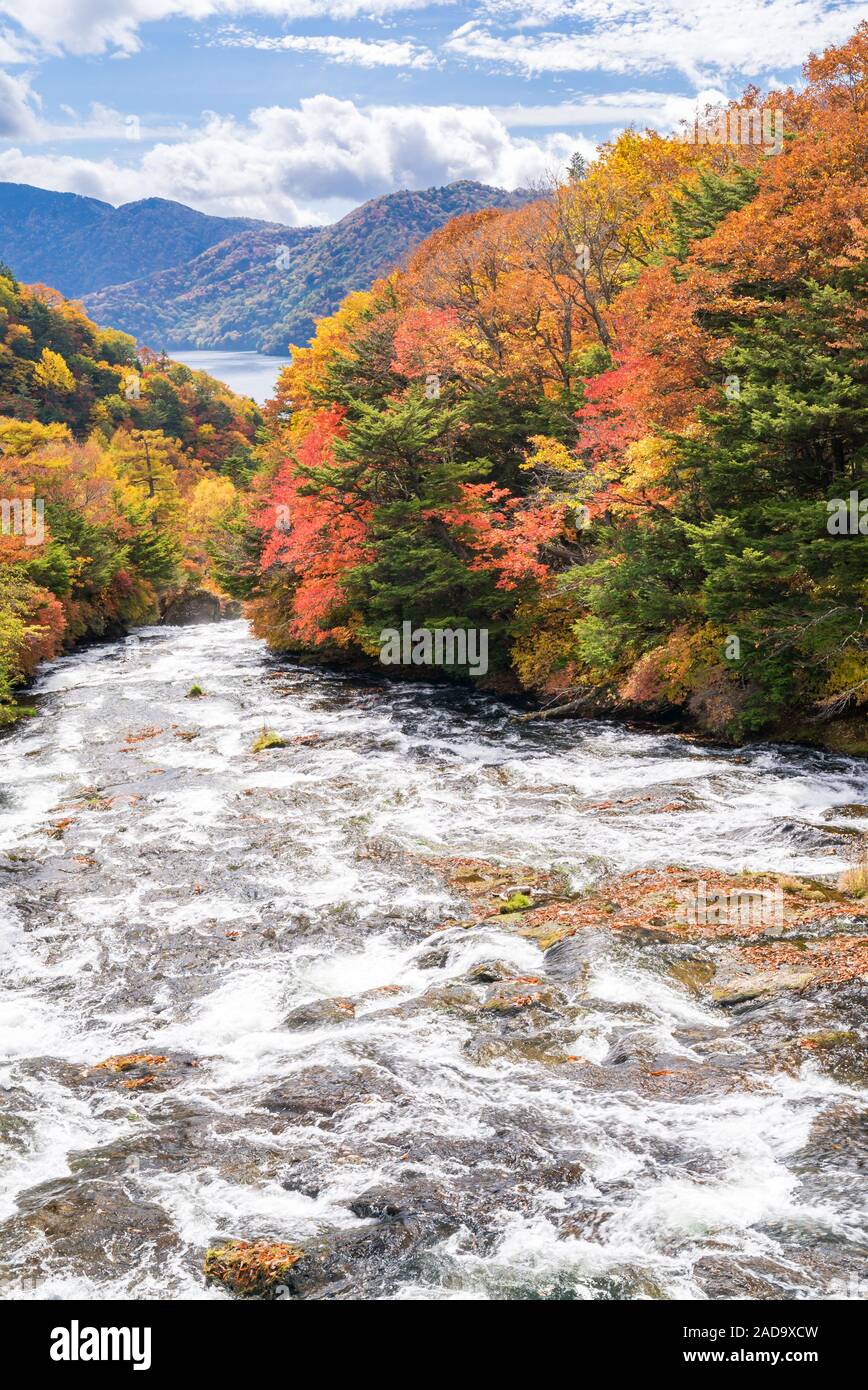 Autumn fall forest nikko hi-res stock photography and images - Alamy