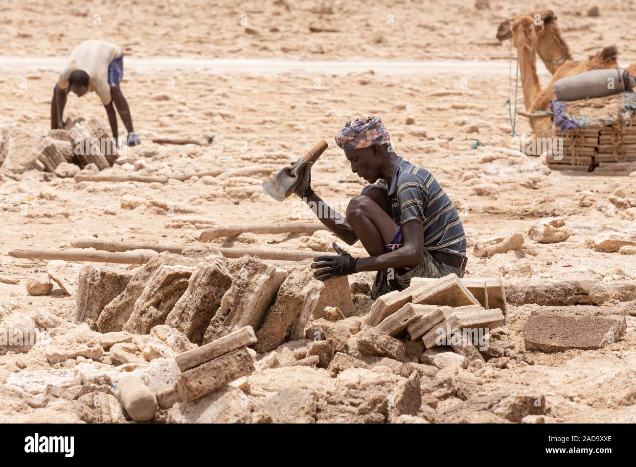 camel caravan and Afar mining salt in Danakil depression, Ethiopia ...