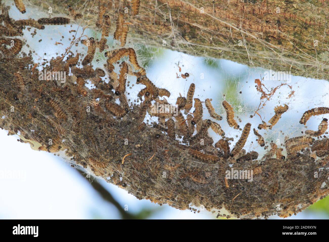 Eichenschaedling hi-res stock photography and images - Alamy