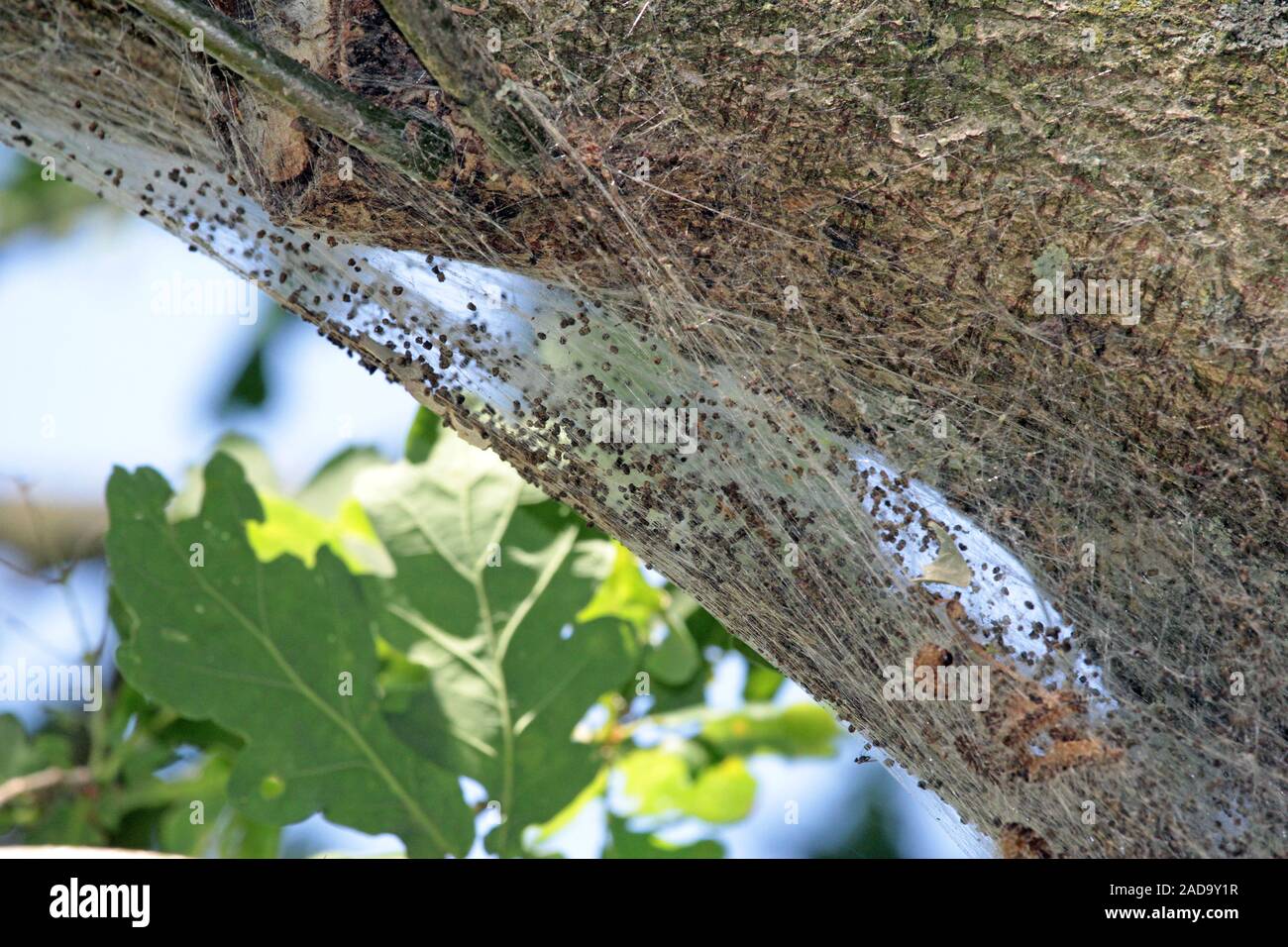 Eichenschaedling hi-res stock photography and images - Alamy