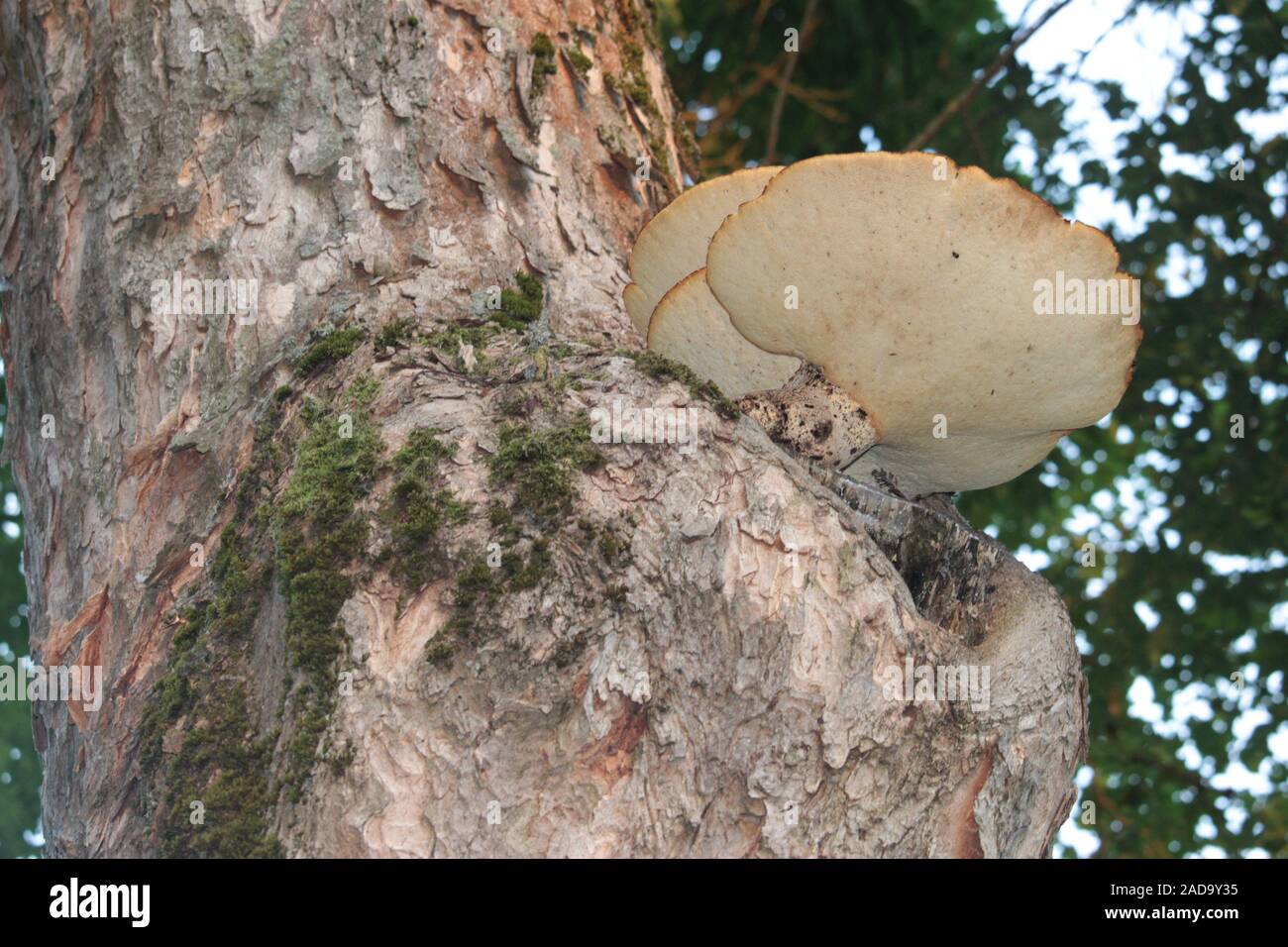 Sponge fungi hi-res stock photography and images - Alamy