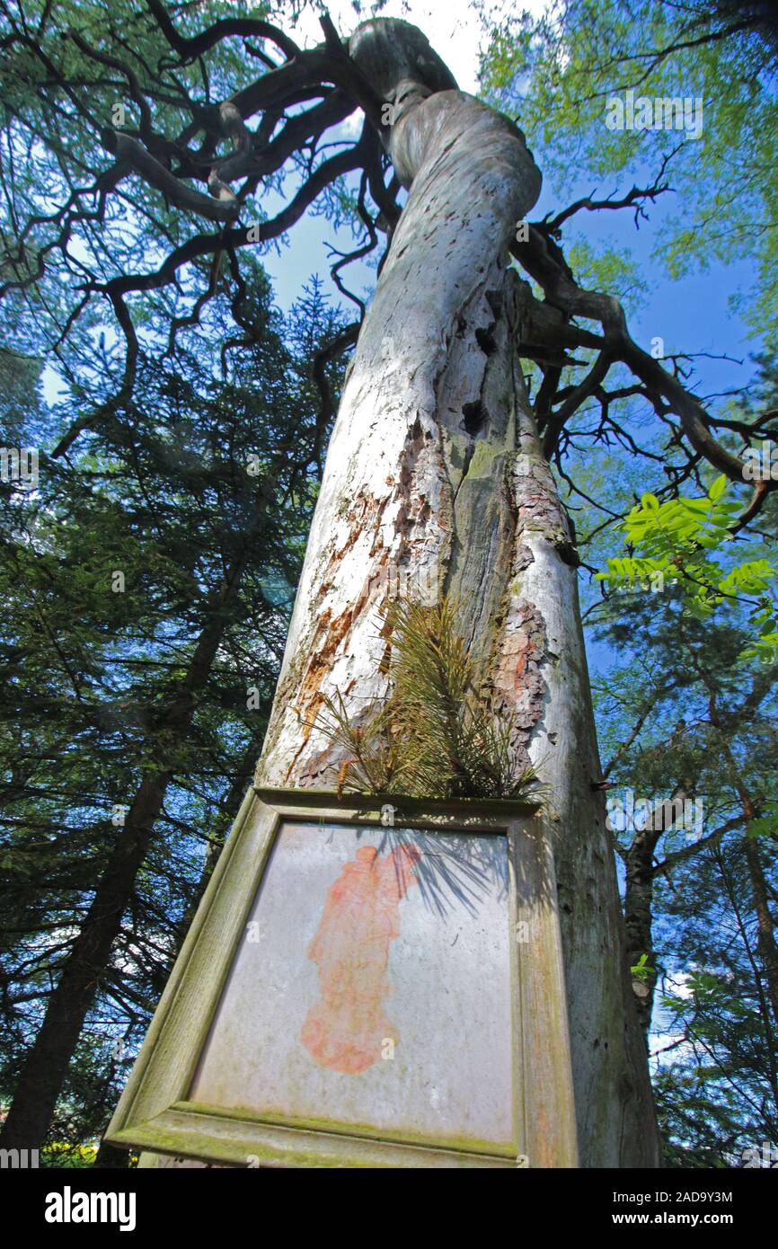 Dead pine hi-res stock photography and images - Alamy