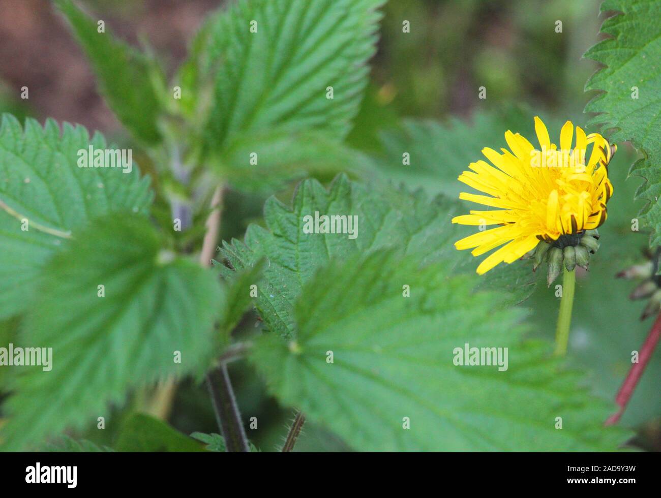 dandelion and nettle Stock Photo - Alamy