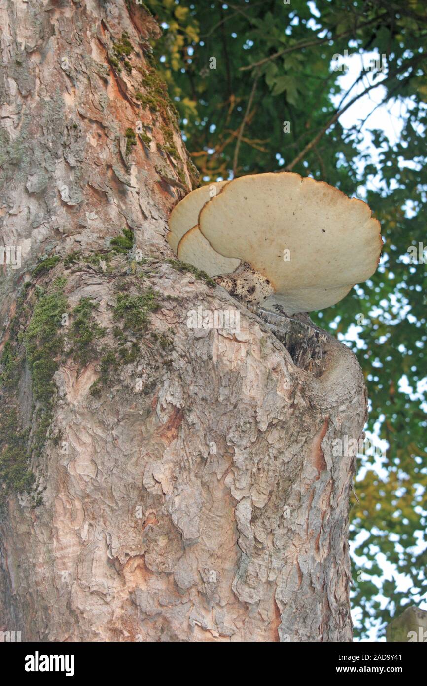 Sponge tree hi-res stock photography and images - Alamy