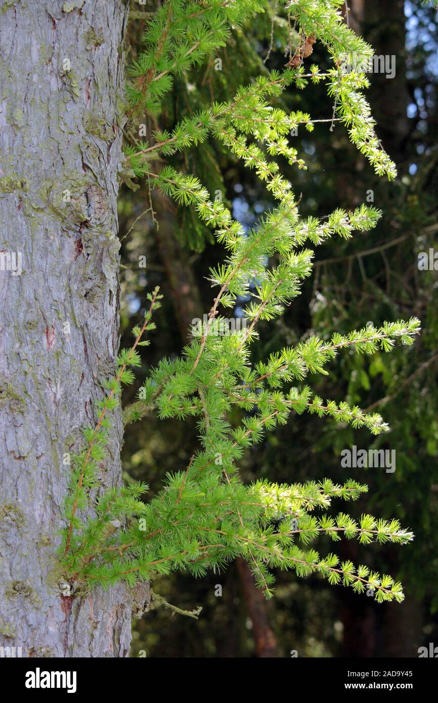 Larch shoots hi-res stock photography and images - Alamy