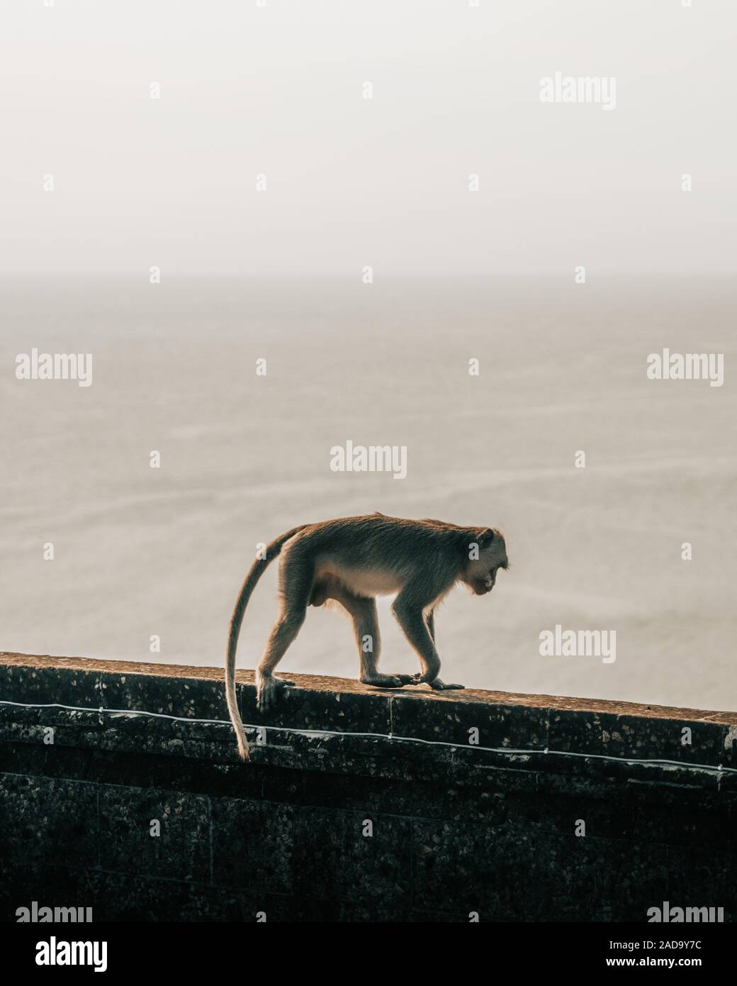 Monkey at sunset Stock Photo - Alamy