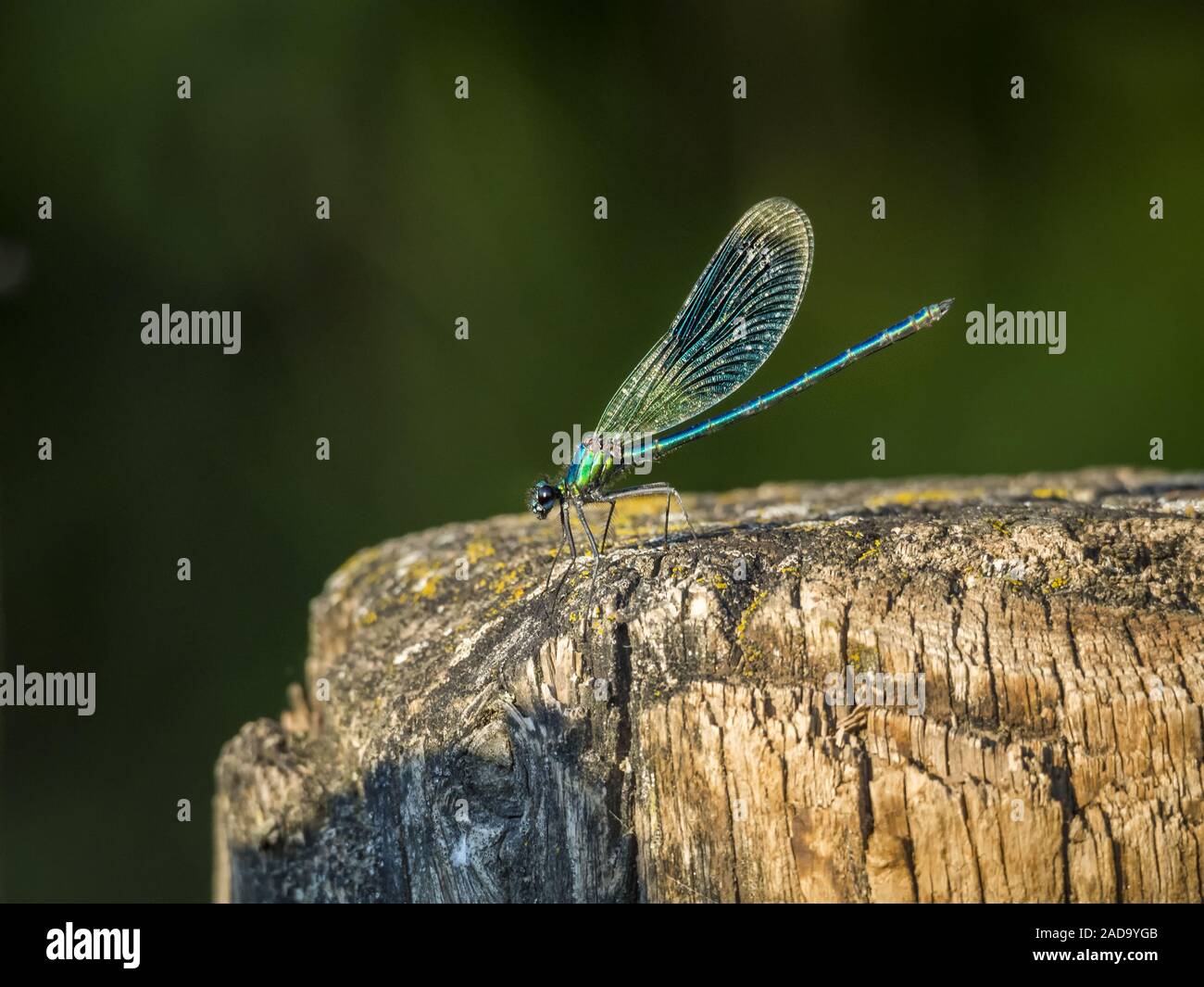 Stream insect hi-res stock photography and images - Alamy