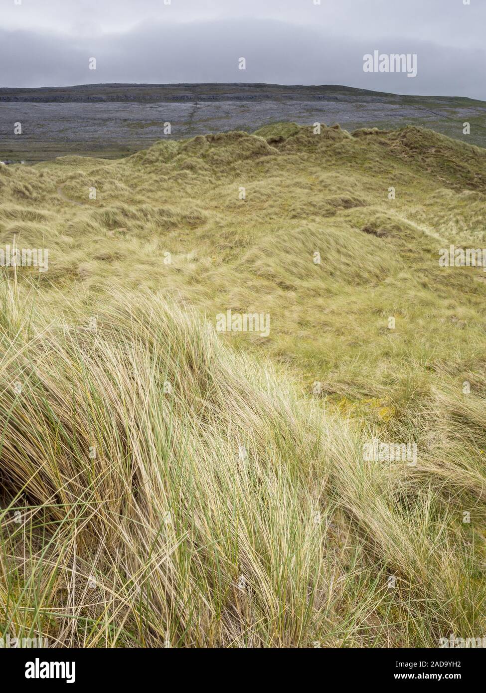 The burren with fog at dunes of fanore beach Stock Photo - Alamy