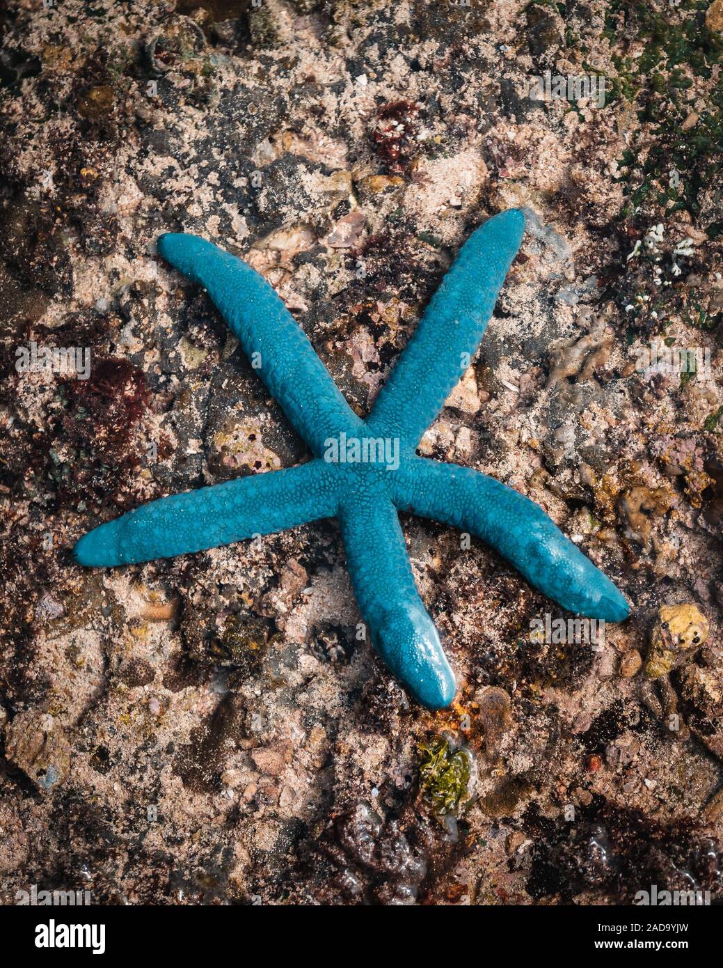 Tropical star fish hi-res stock photography and images - Alamy