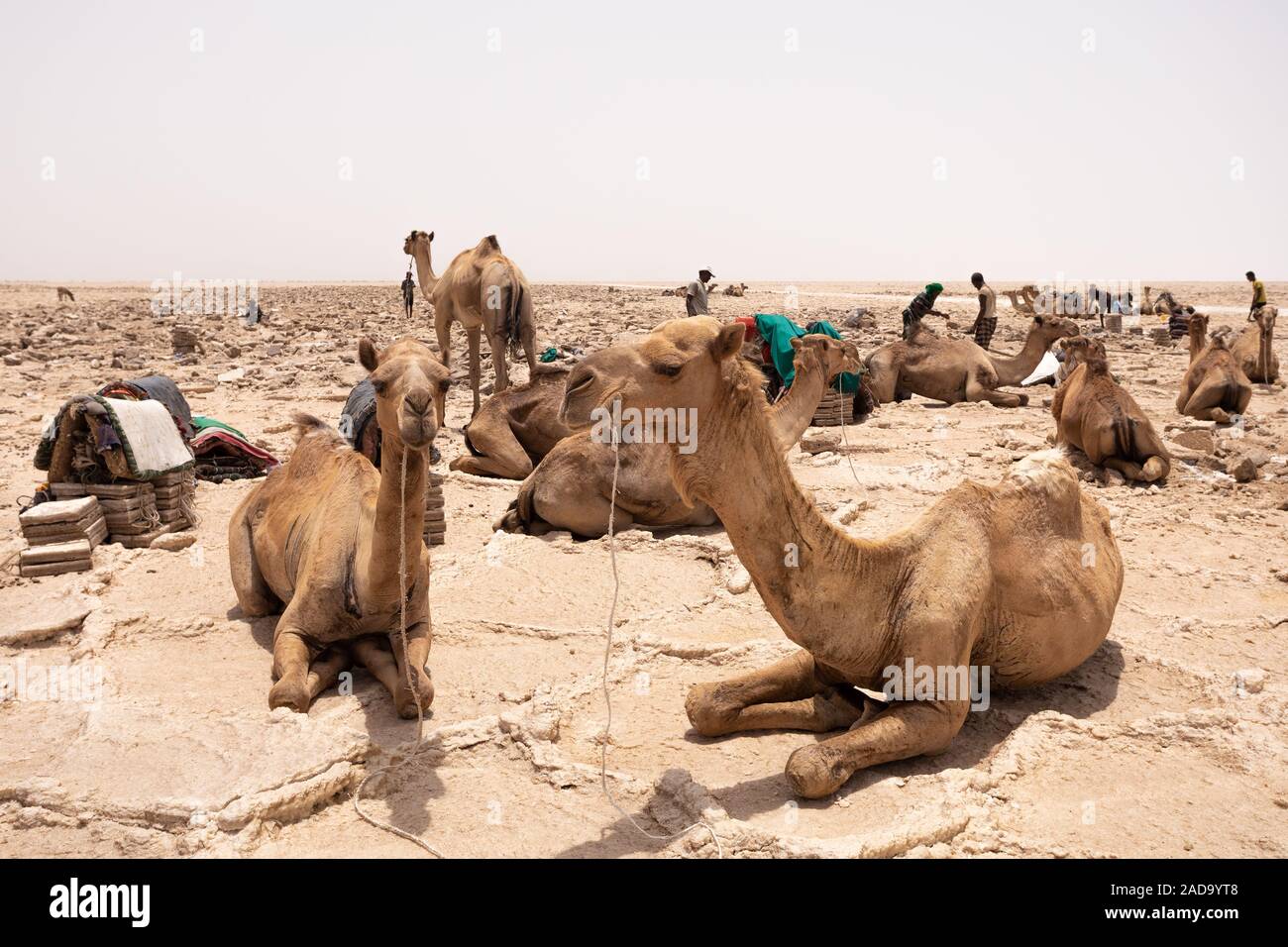 camel caravan and Afar mining salt in Danakil depression, Ethiopia ...