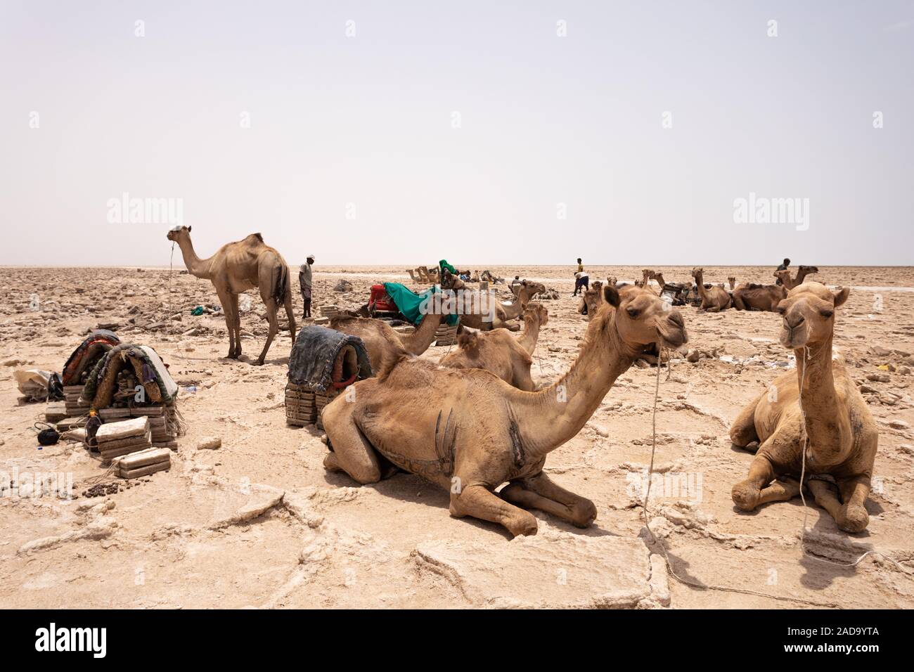 camel caravan and Afar mining salt in Danakil depression, Ethiopia ...