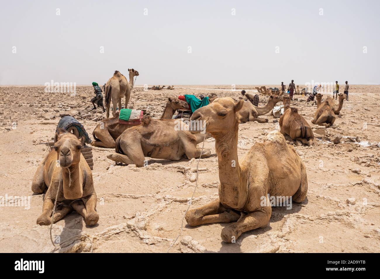 camel caravan and Afar mining salt in Danakil depression, Ethiopia ...