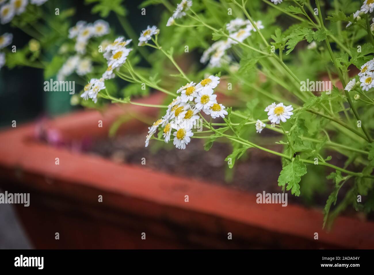 Common daisy flower hi-res stock photography and images - Alamy