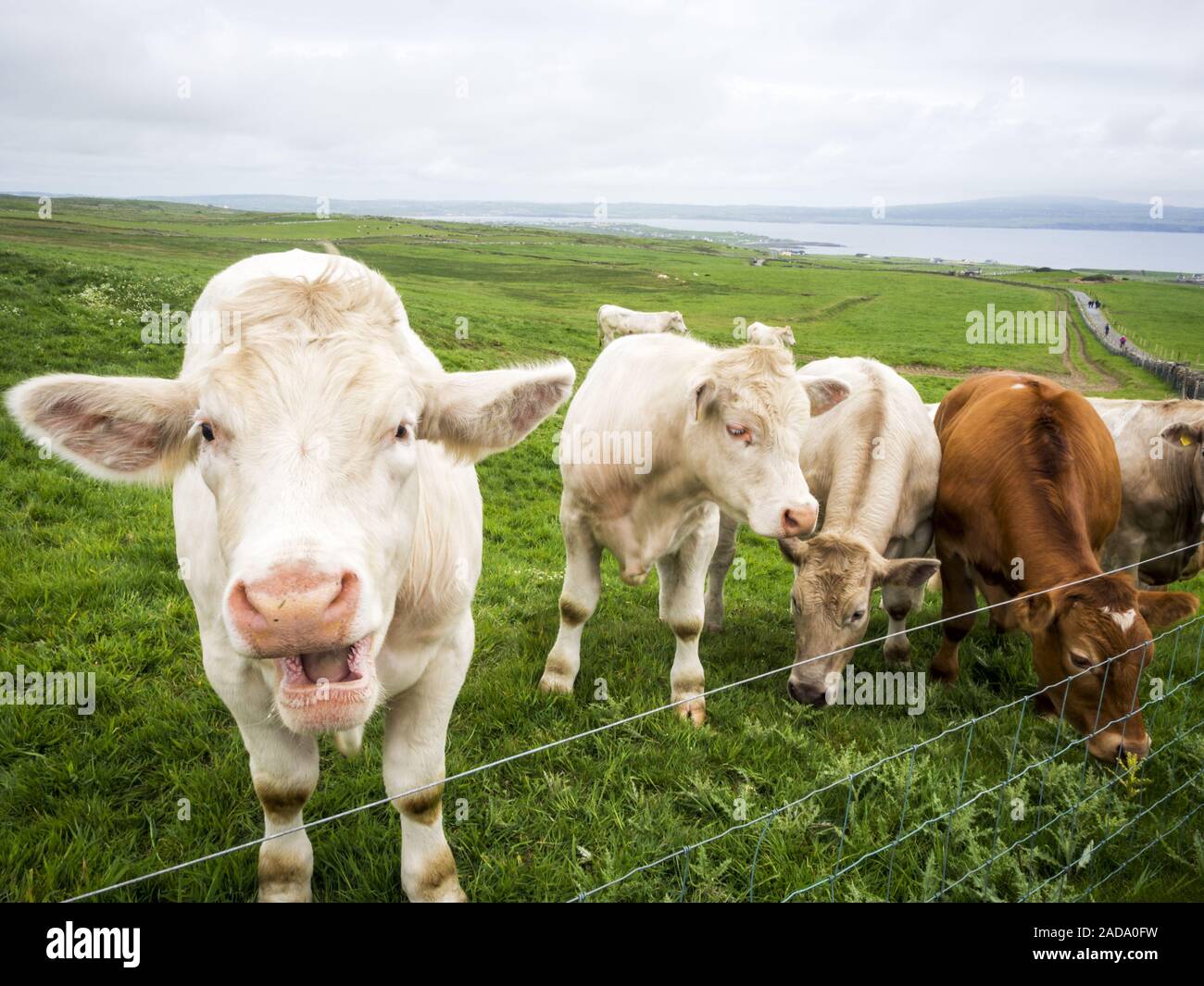 Cattle fun hi-res stock photography and images - Alamy