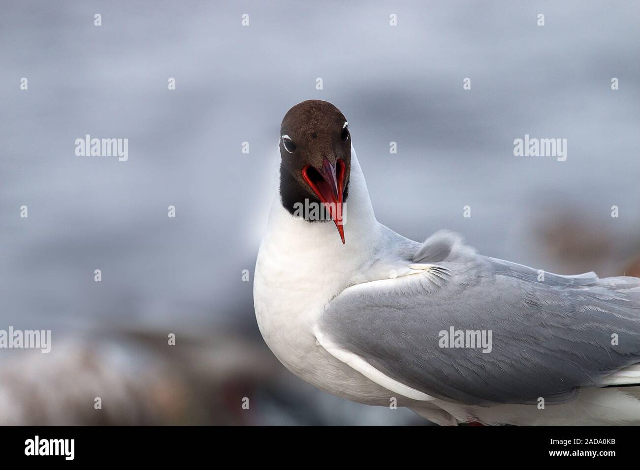 Screaming seagulls hi-res stock photography and images - Alamy