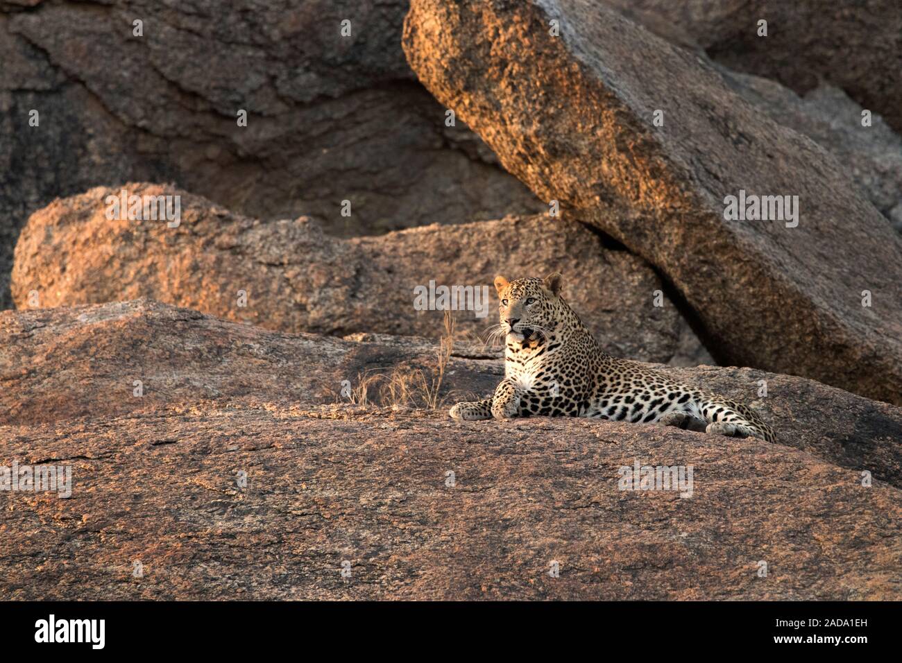 Bigstock hi-res stock photography and images - Alamy