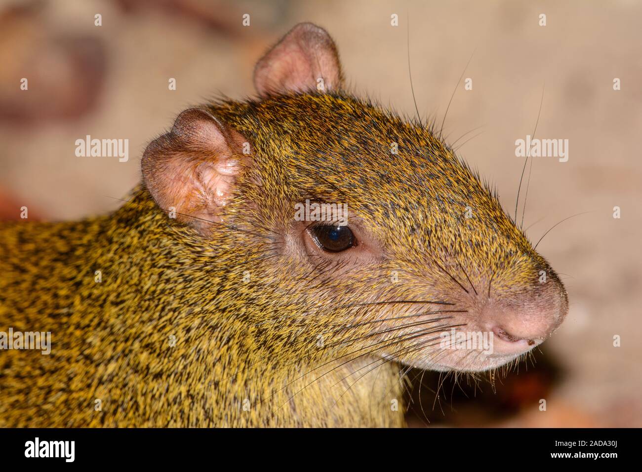 Agouti dasyprocta punctata hi-res stock photography and images - Alamy