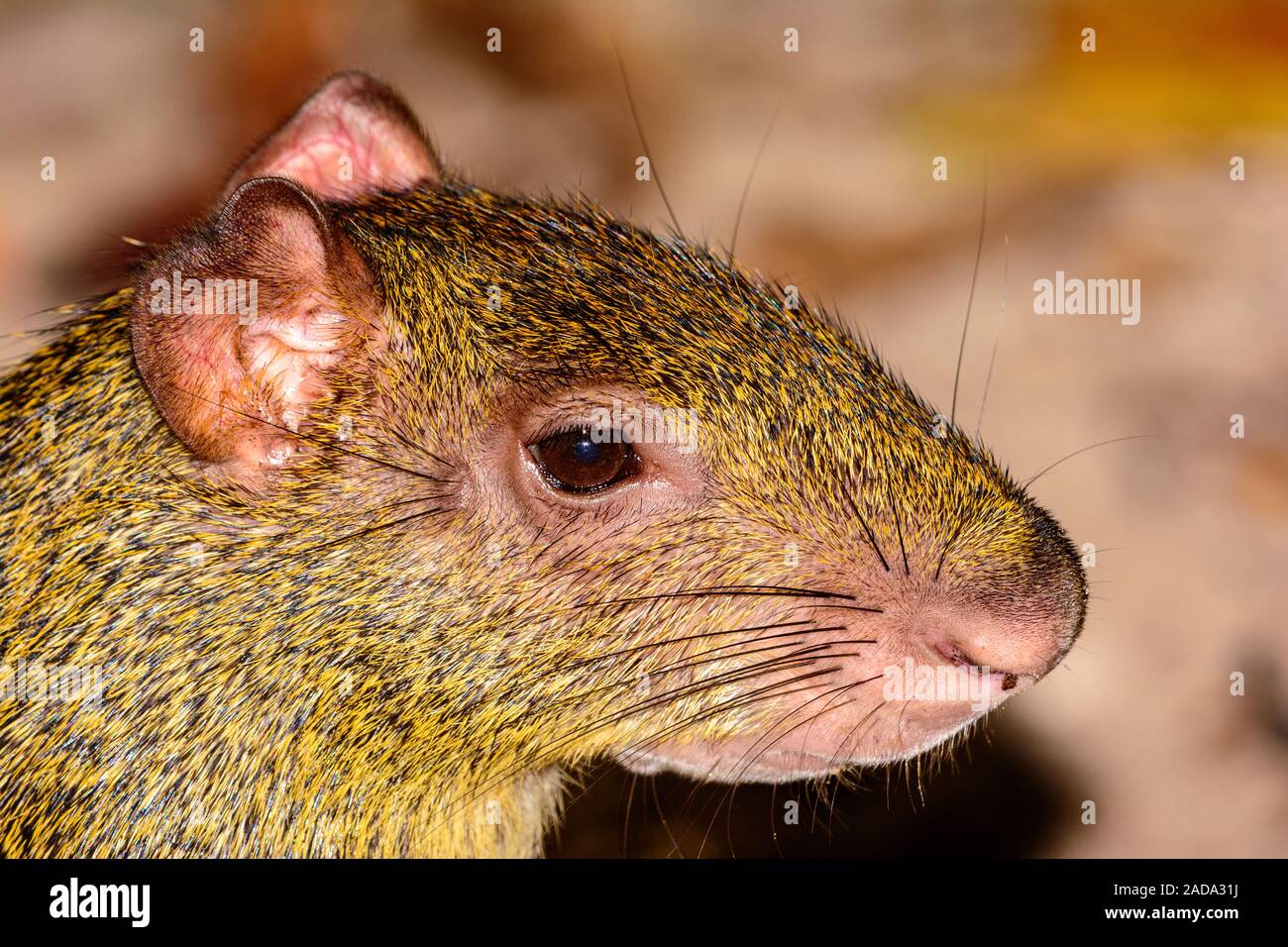 Central American agouti (Dasyprocta punctata) or Sereque Close-up Stock ...