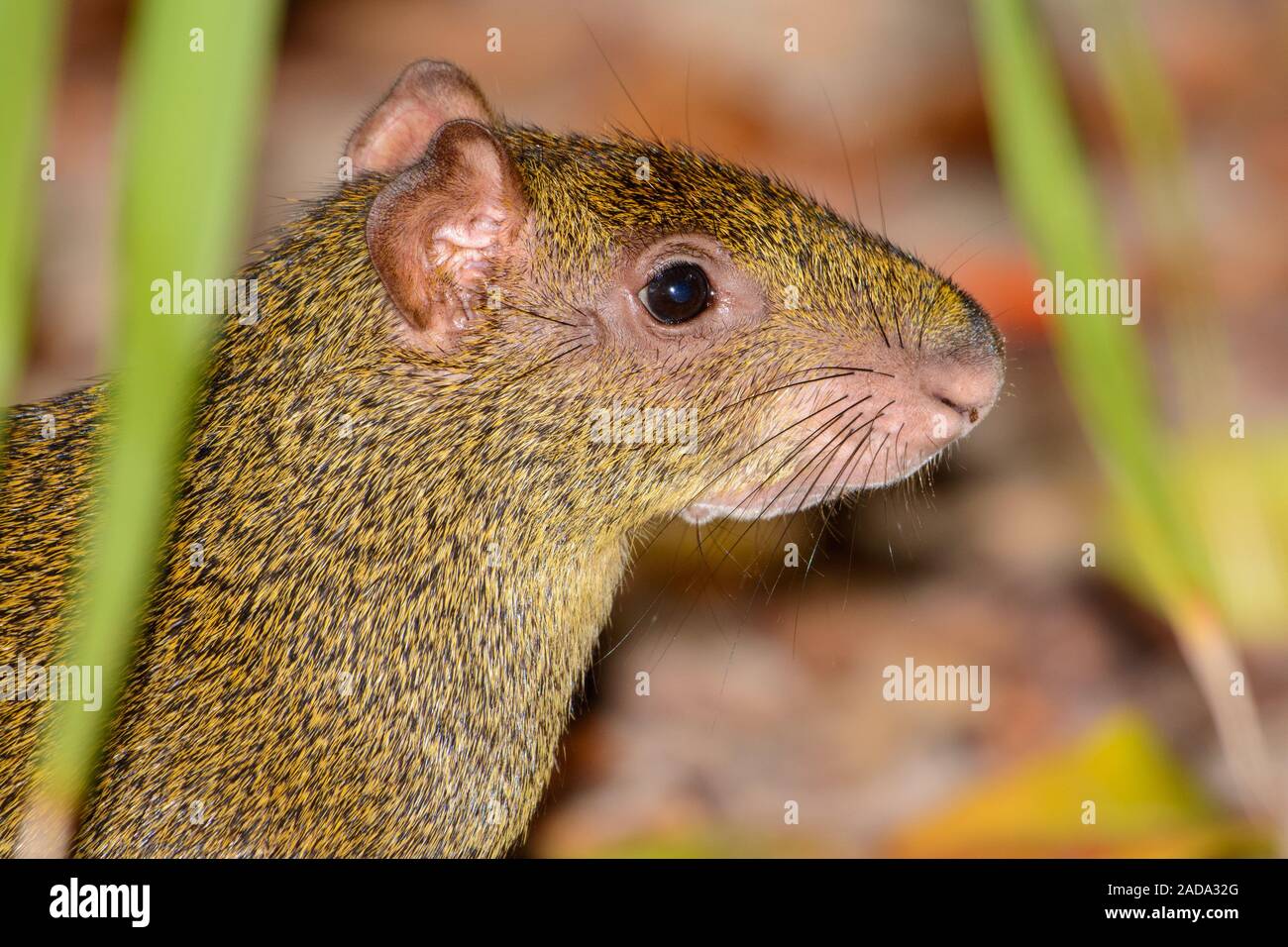 Central American agouti (Dasyprocta punctata) or Sereque Close-up Stock ...