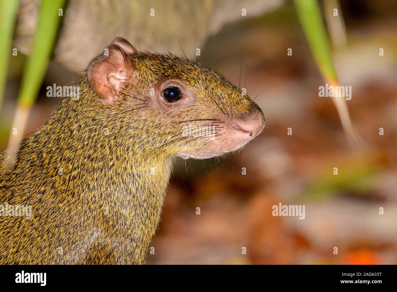 Central American agouti (Dasyprocta punctata) or Sereque Close-up Stock ...