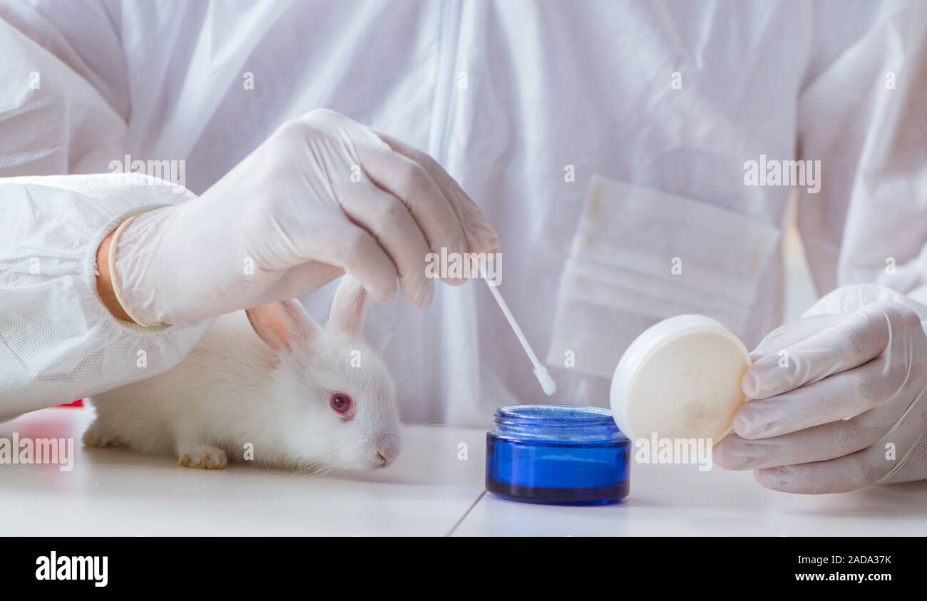 White rabbit in scientific lab experiment Stock Photo - Alamy