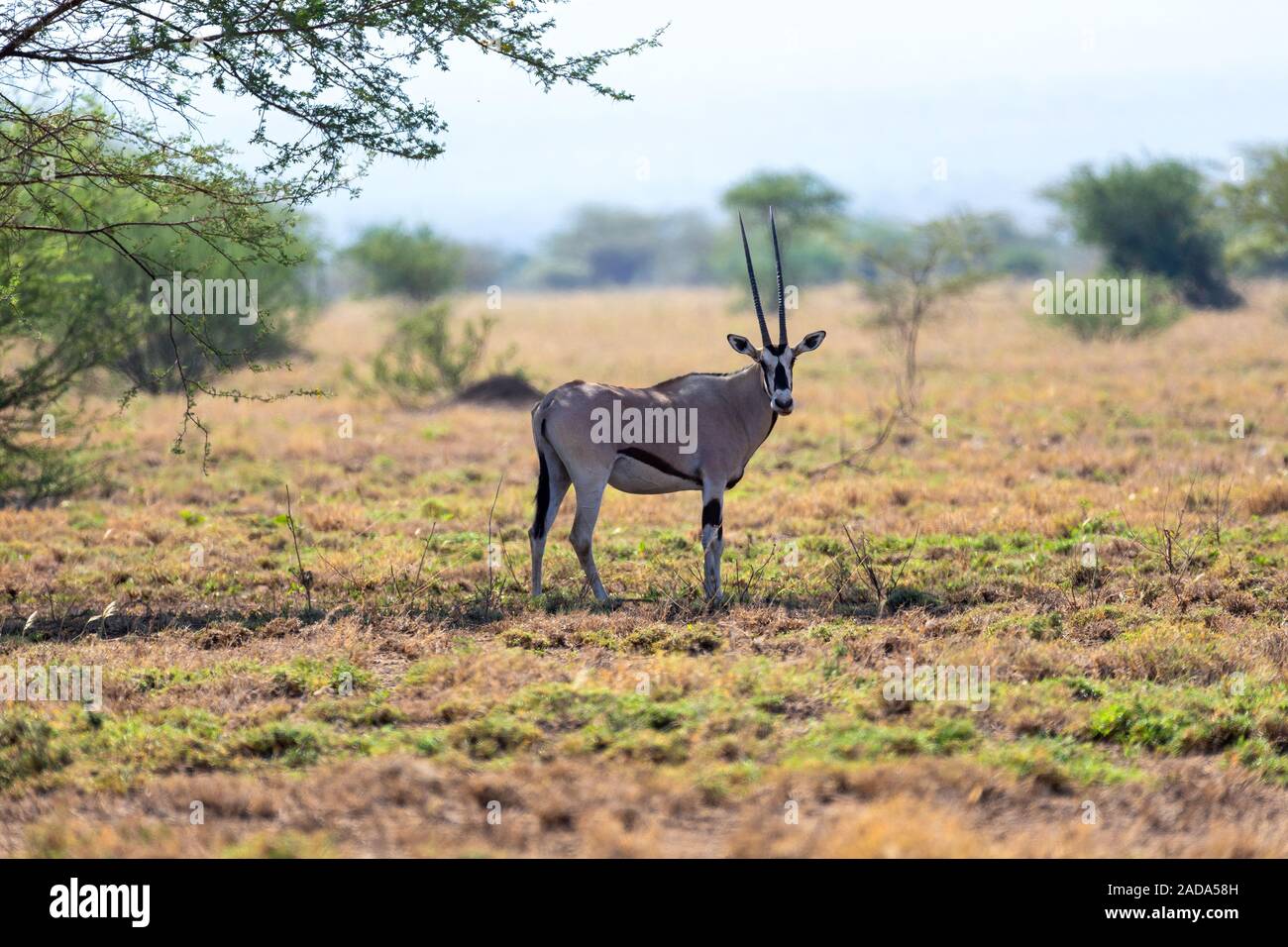 Ethiopia beisa oryx hi-res stock photography and images - Alamy