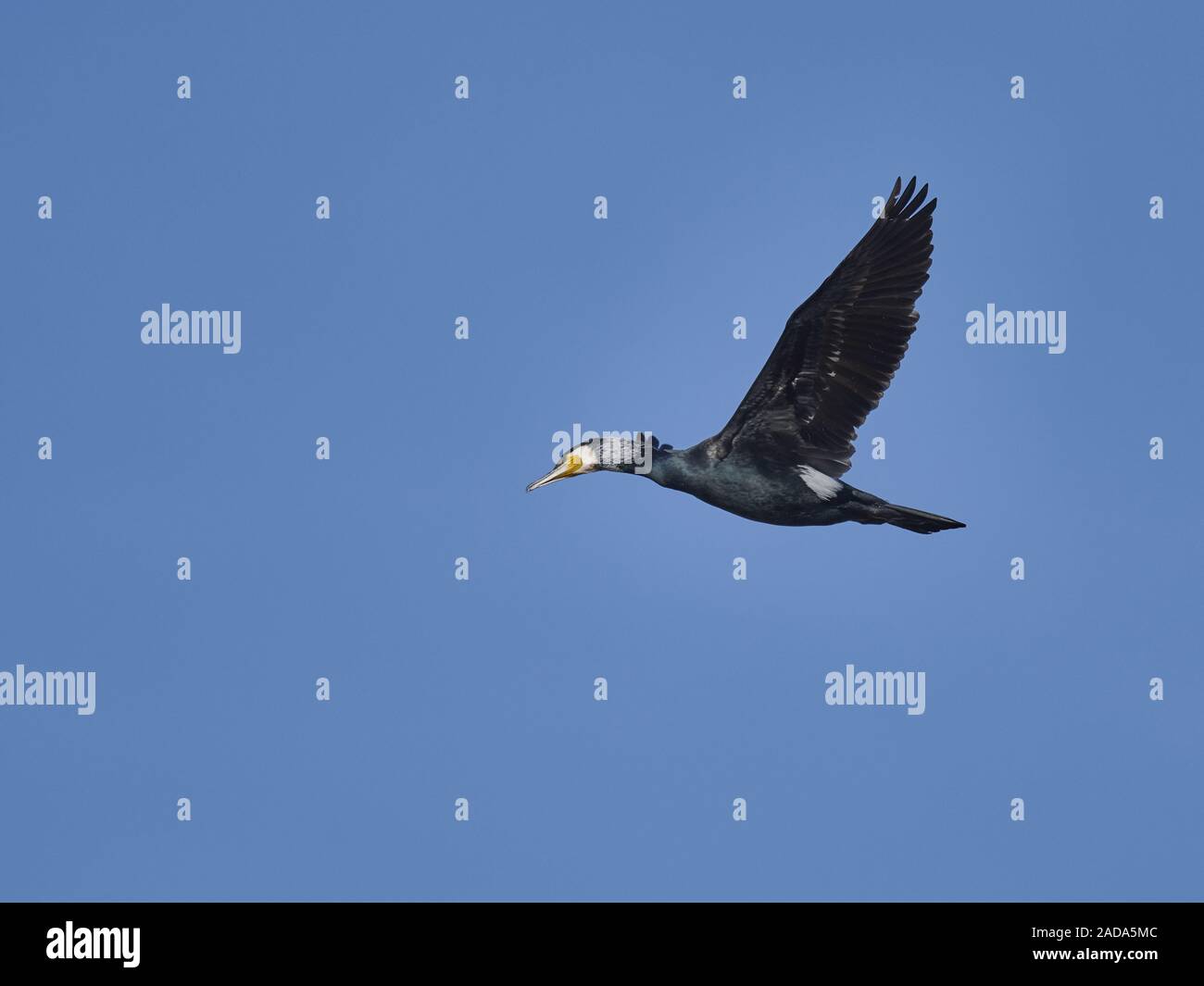 Kormoran sea raven cormorant hi-res stock photography and images - Alamy