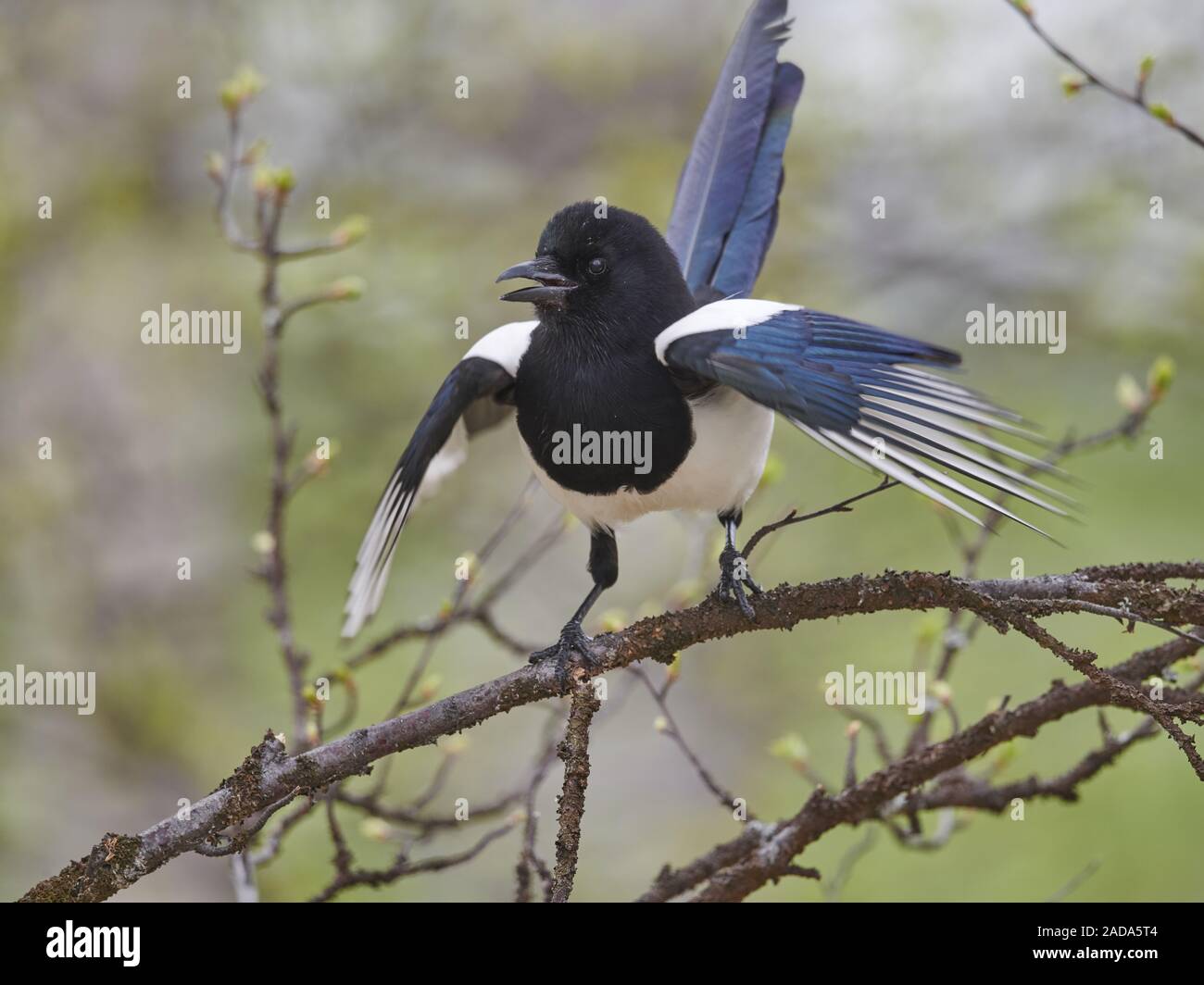Magpie picture hi-res stock photography and images - Alamy