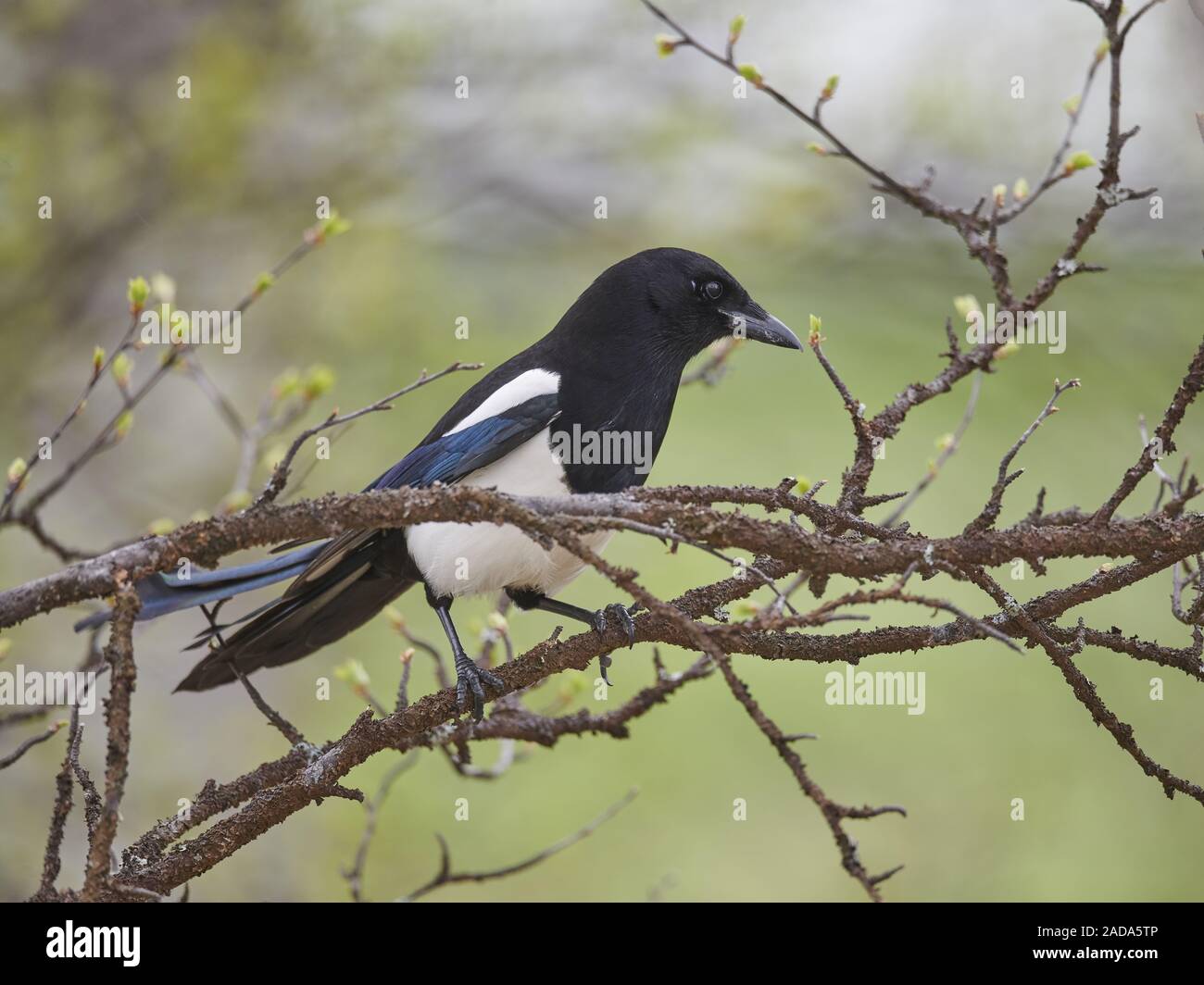 Magpie photos hi-res stock photography and images - Alamy