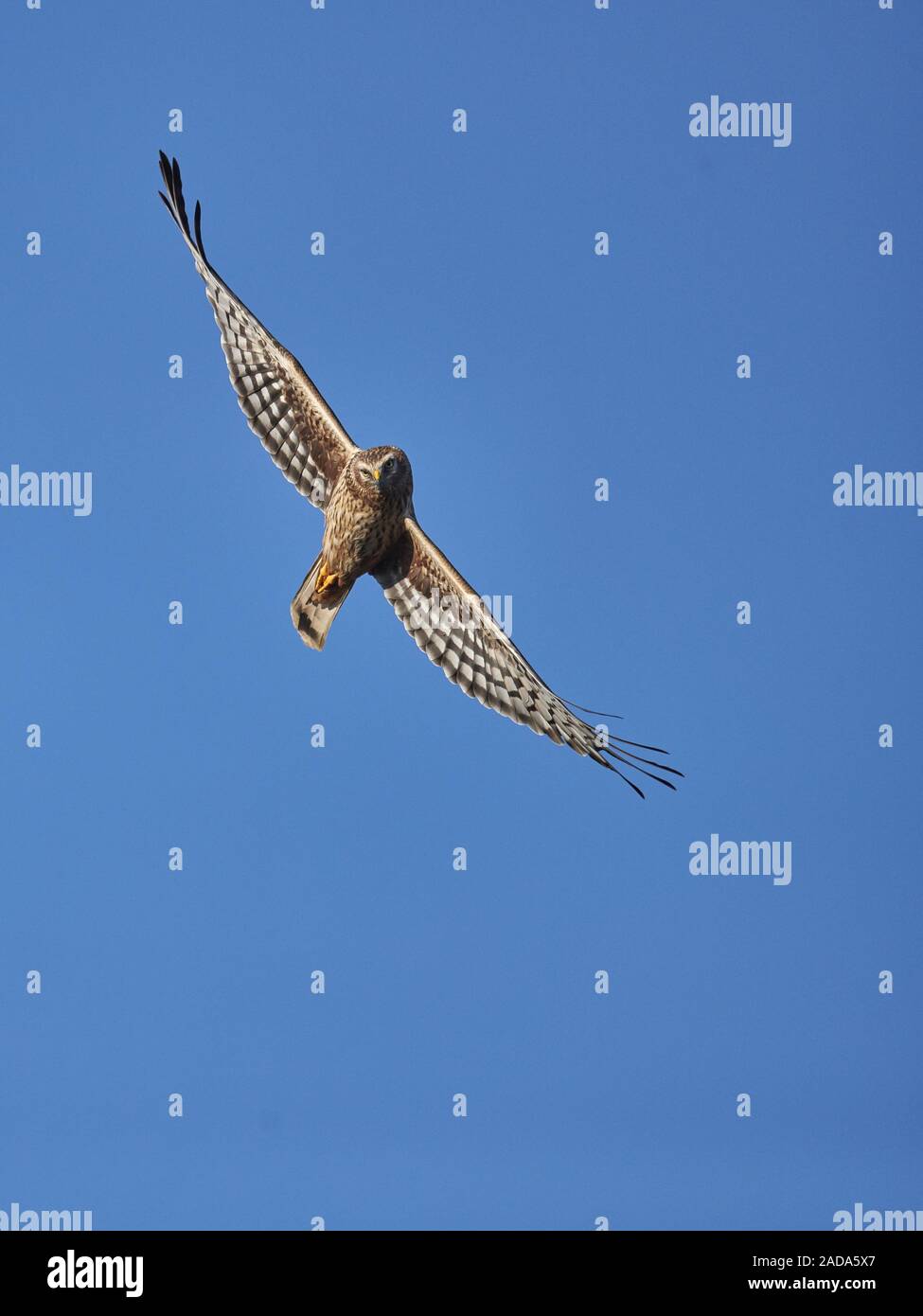 Hen harrier male hi-res stock photography and images - Alamy