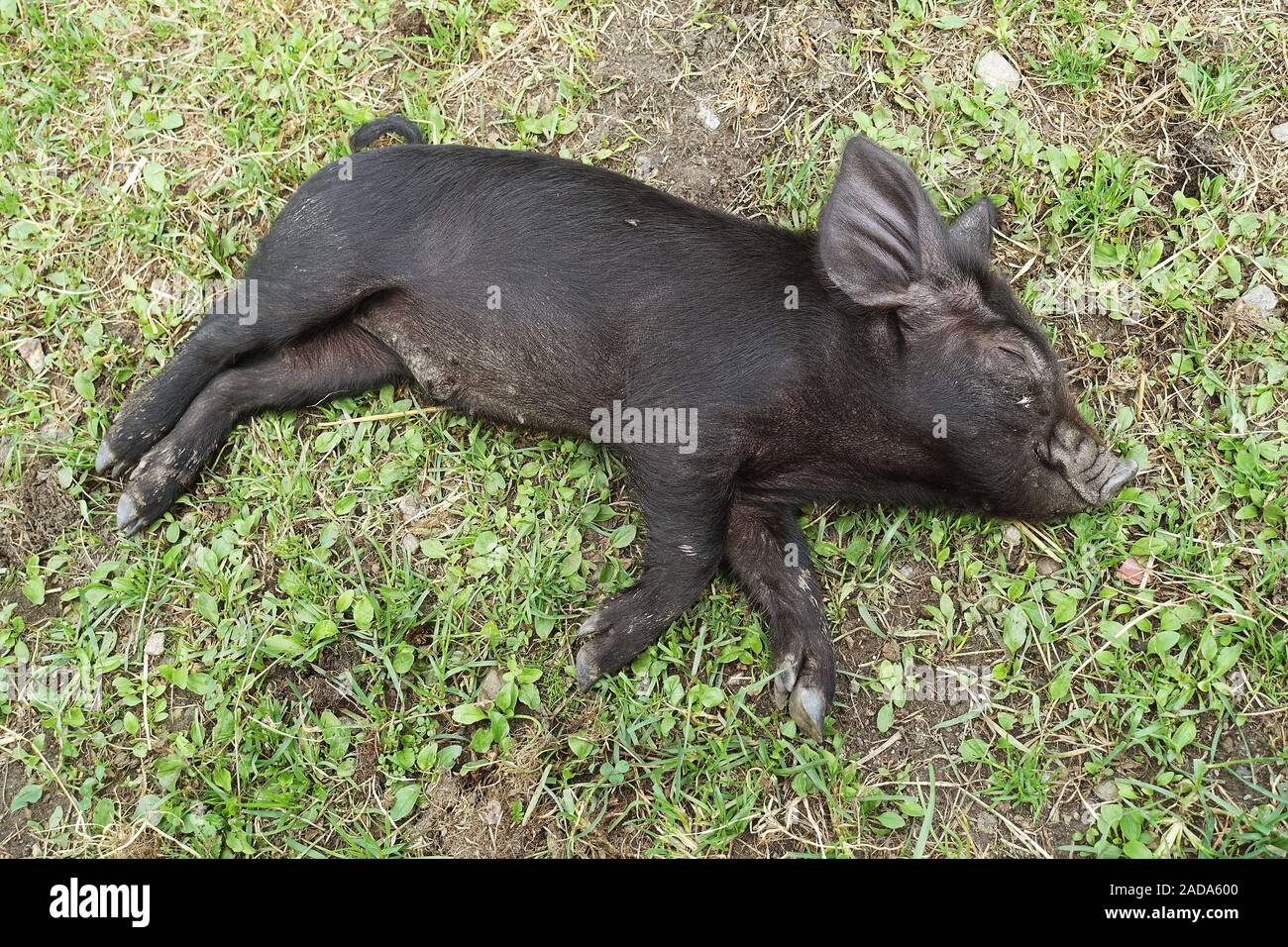Sleeping piglet hi-res stock photography and images - Alamy