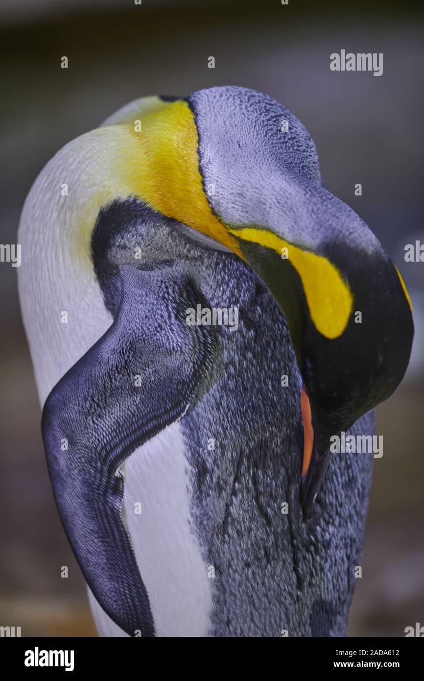Penguin protection hi-res stock photography and images - Alamy