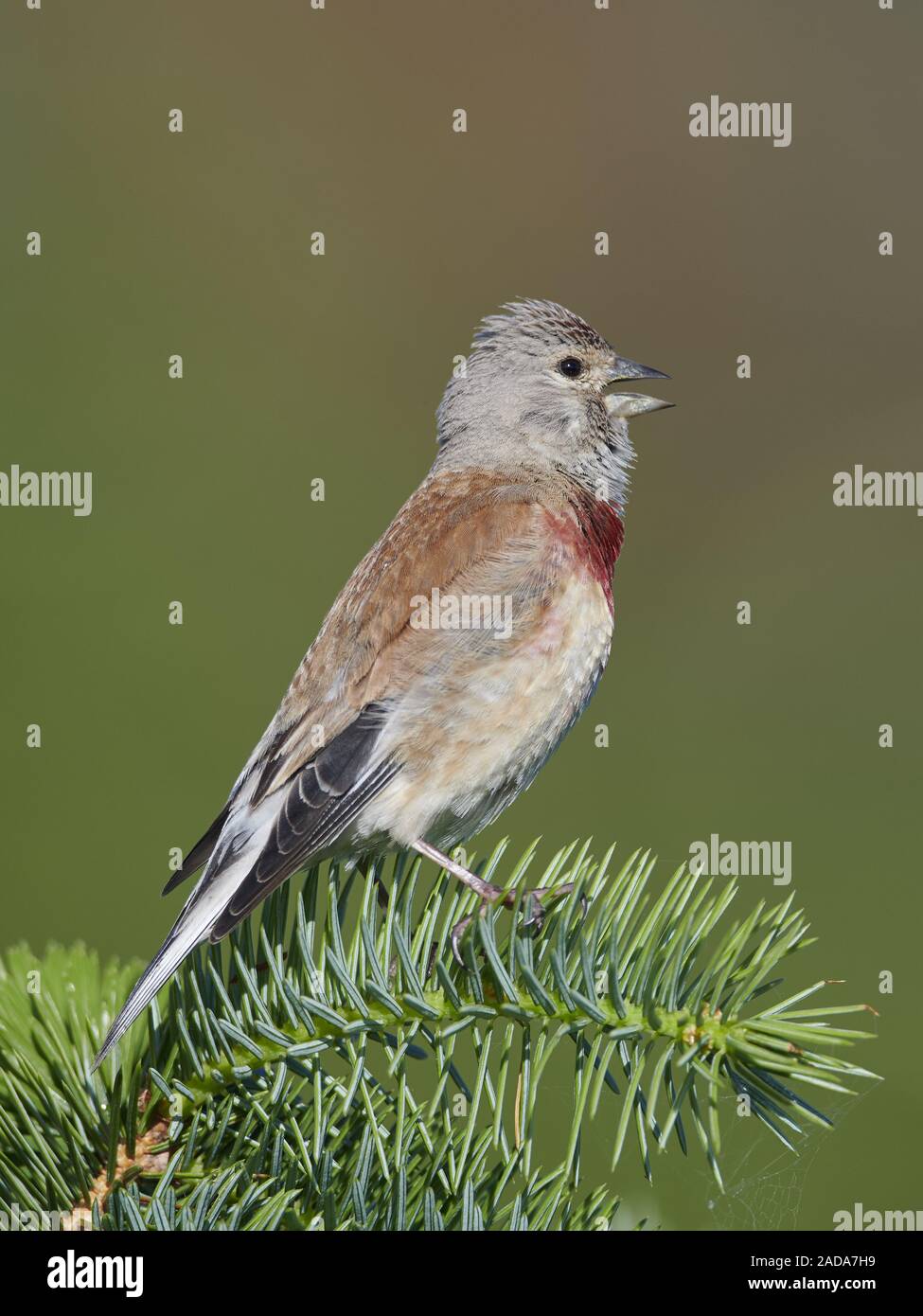 Songbird blood finch hi-res stock photography and images - Alamy