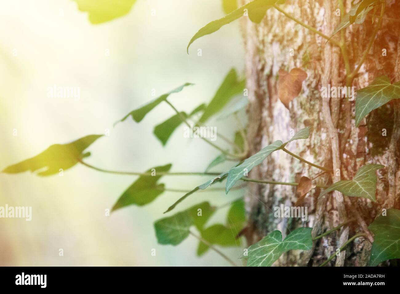Deciduous forest entwined ivy hi-res stock photography and images - Alamy