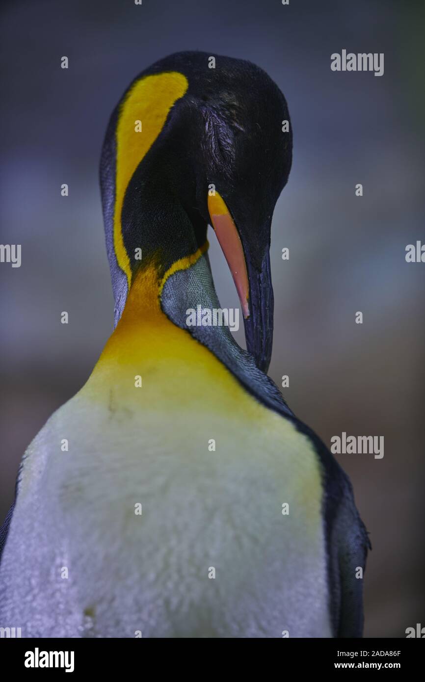 Antarctica antarctic peninsula emperor penguin hi-res stock photography ...