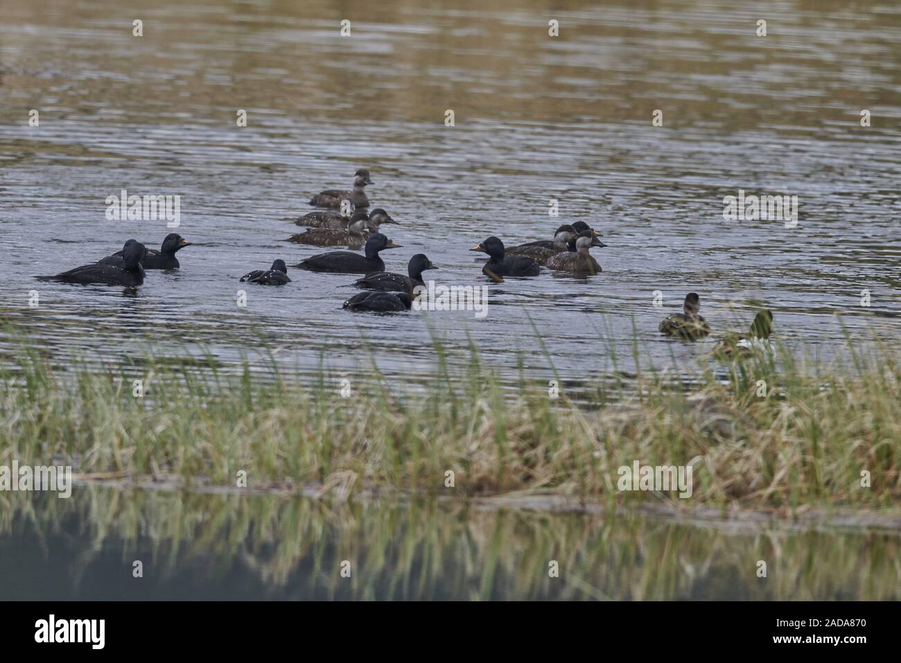Common scoter hi-res stock photography and images - Alamy