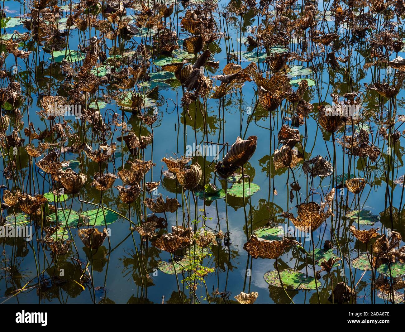 Dry and dying brown lotus leaves burned by the sun in the swamp in ...