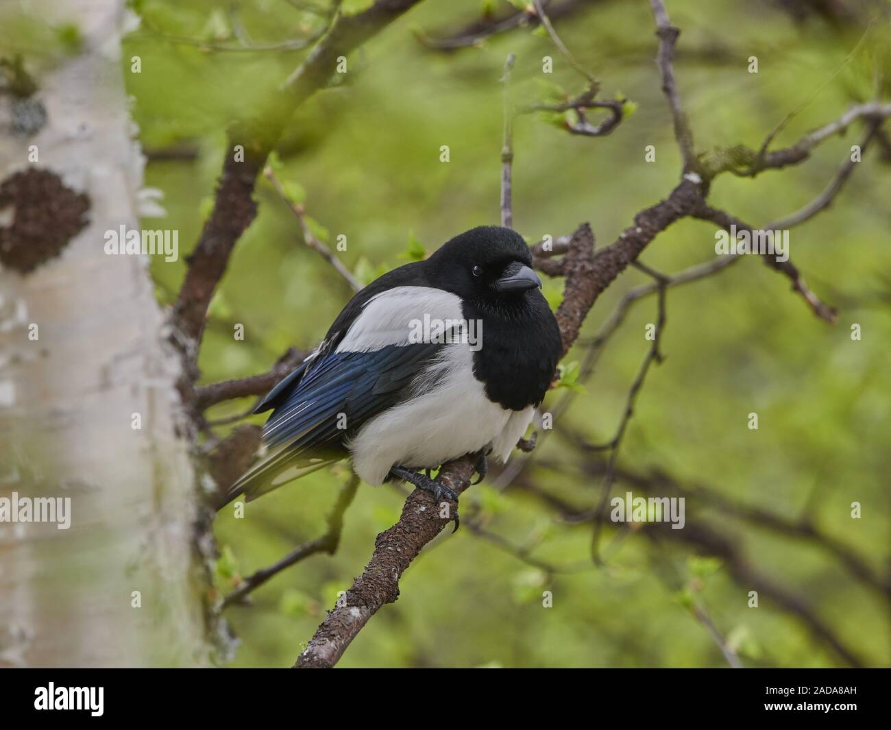Beautiful magpie hi-res stock photography and images - Alamy