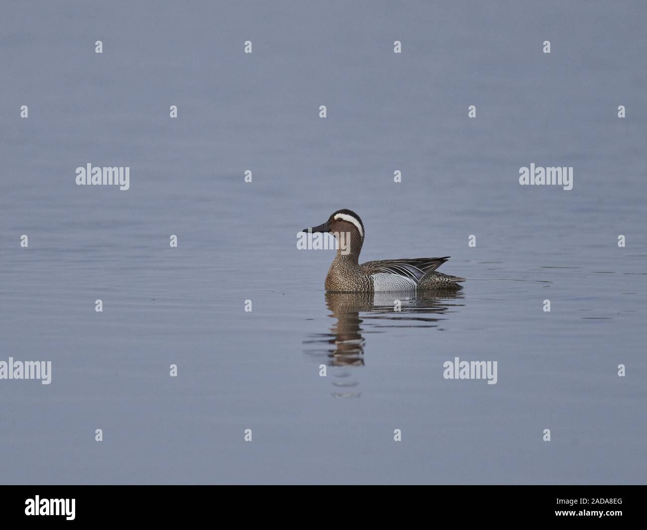 Garganeys hi-res stock photography and images - Alamy