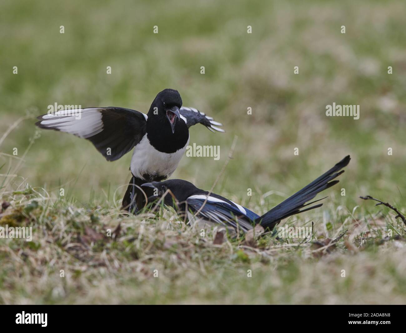 Magpie species hi-res stock photography and images - Alamy