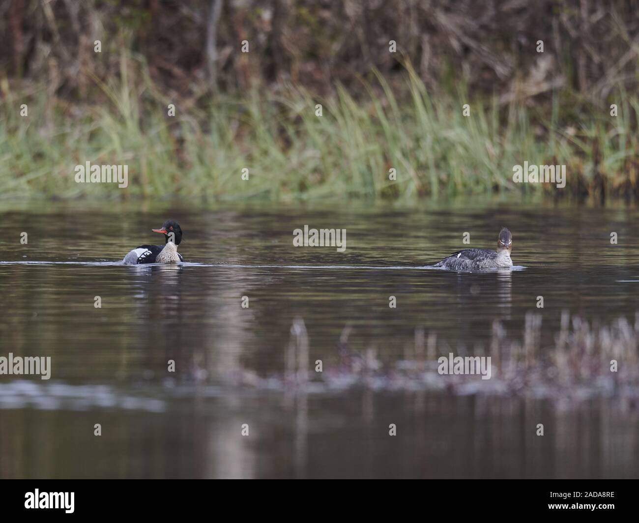 Merganser family High Resolution Stock Photography and Images - Alamy