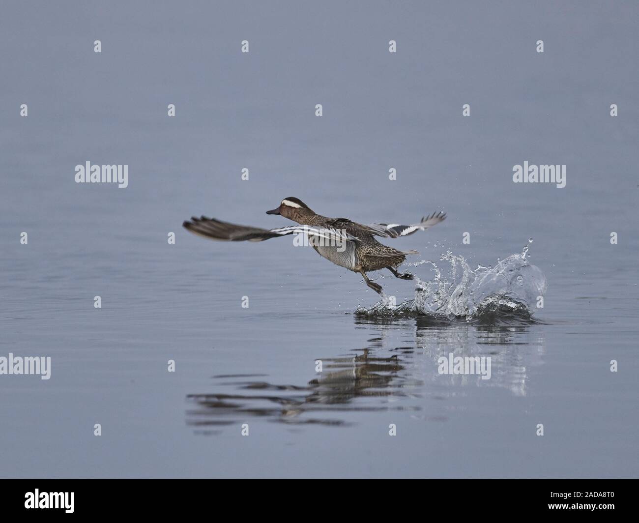 Garganeys hi-res stock photography and images - Alamy