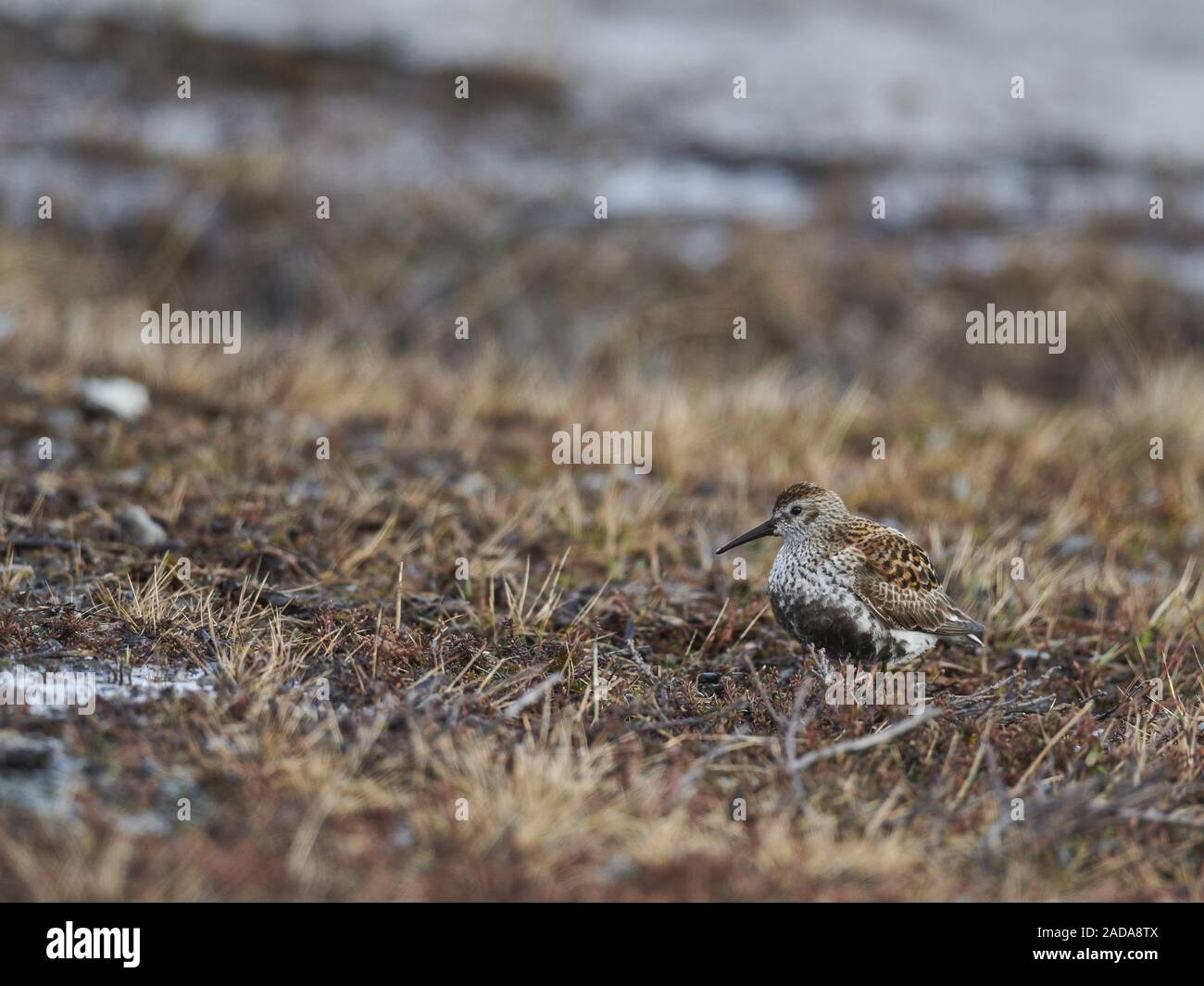 Alpine sandpiper hi-res stock photography and images - Alamy