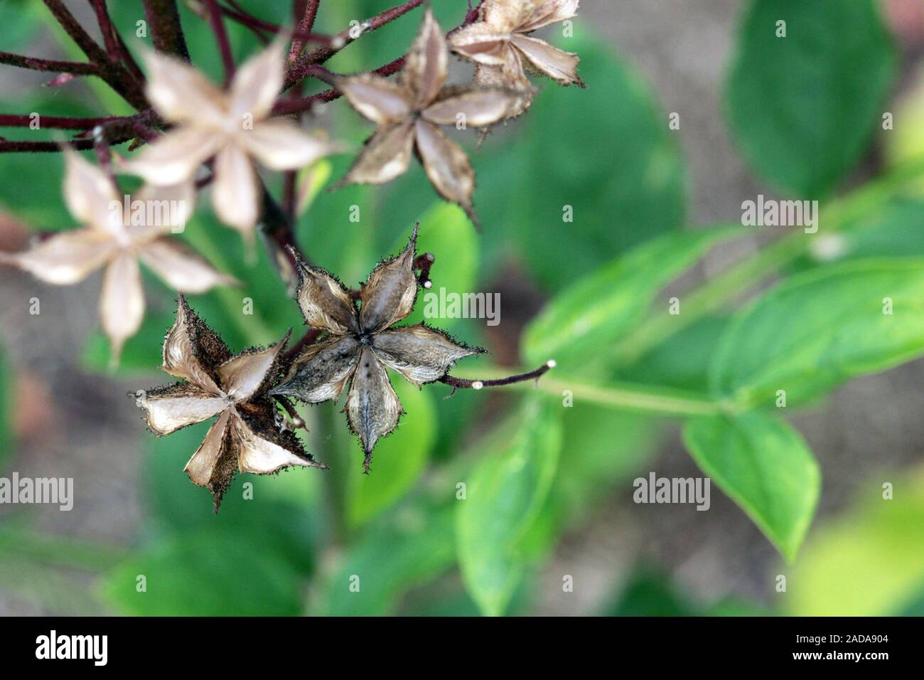 Burning the bush hi-res stock photography and images - Alamy