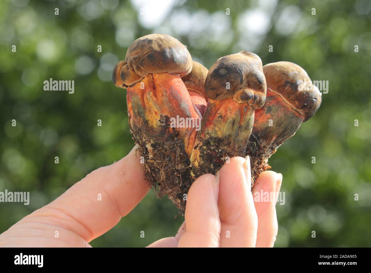 Witchbug hi-res stock photography and images - Alamy