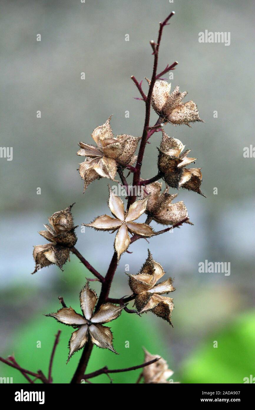 Bush burning hi-res stock photography and images - Alamy