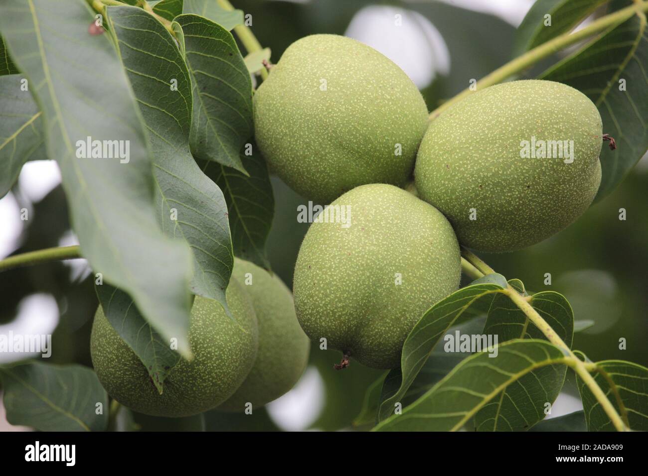 Real regia hi-res stock photography and images - Alamy