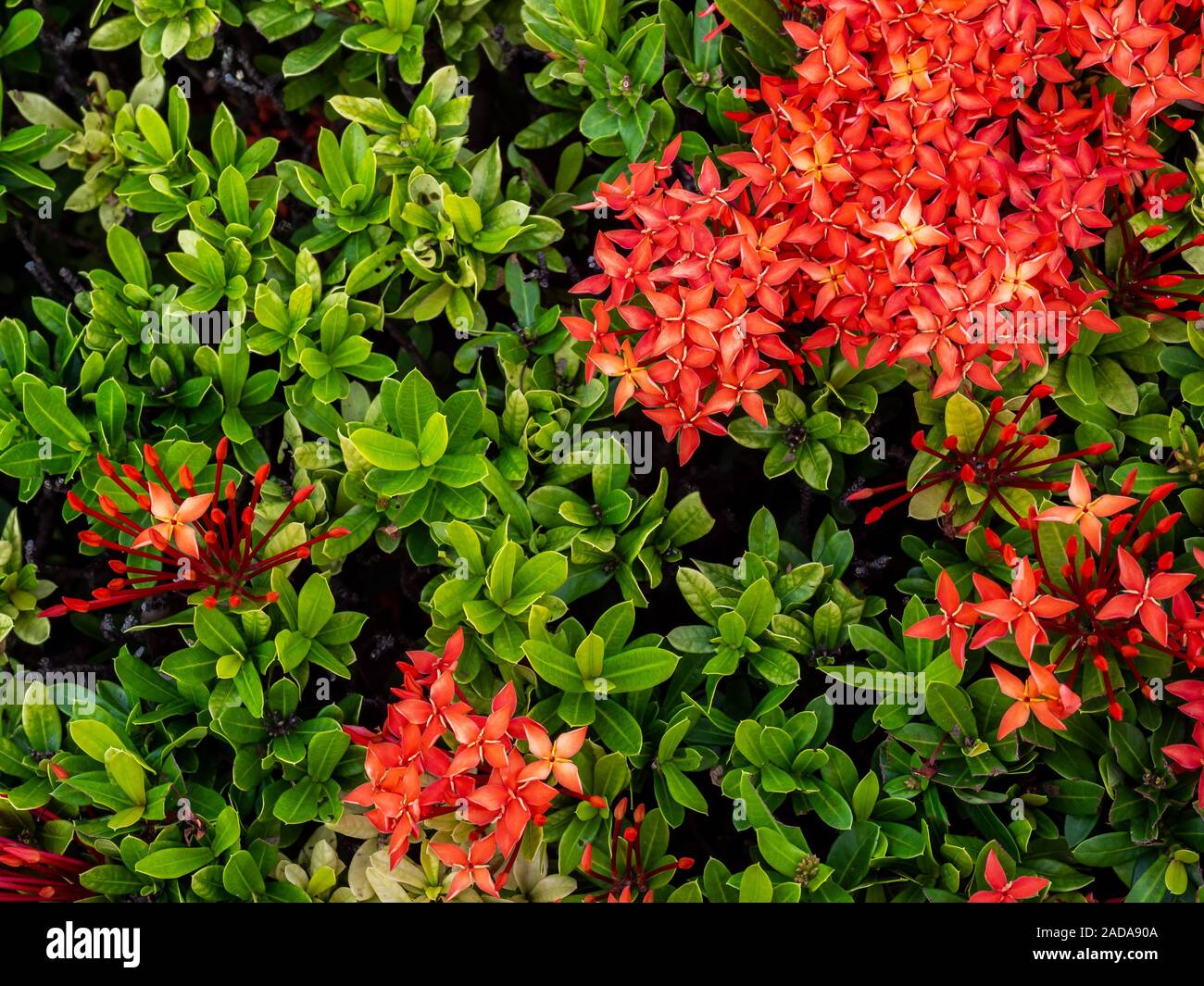Beautiful red spike flower with green leaves background. Red needle ...