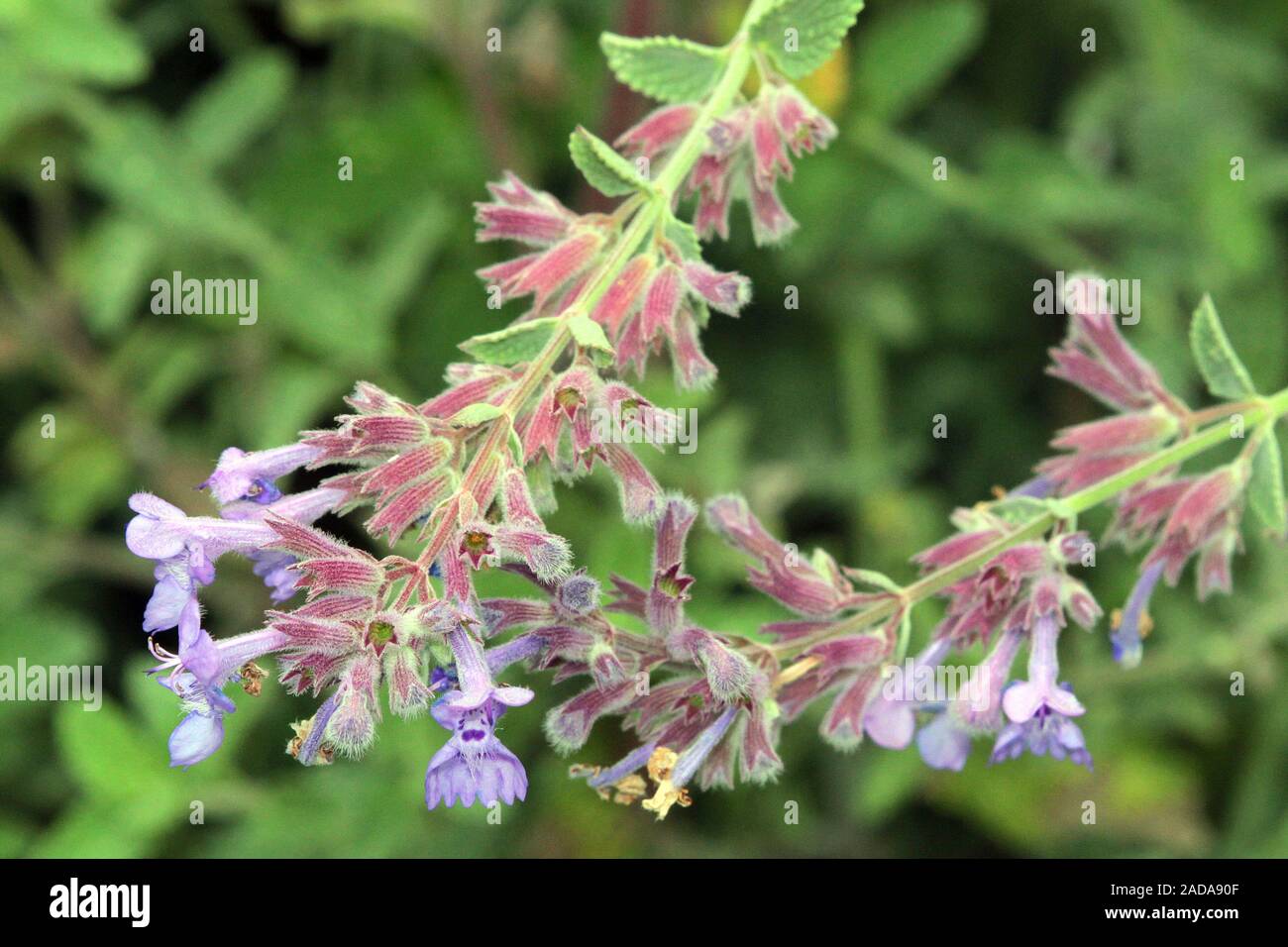 Catwort plant hi-res stock photography and images - Alamy