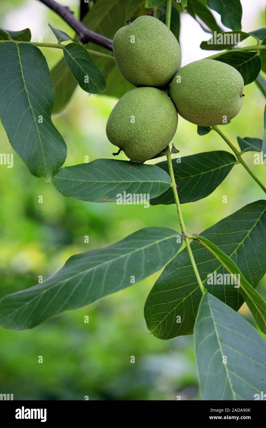 Real walnut hi-res stock photography and images - Alamy
